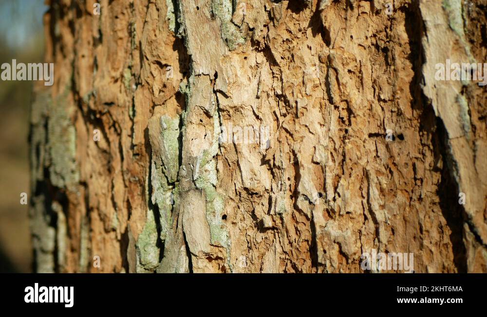 Oak bark forests infested drought dry detail close-up deciduous ...