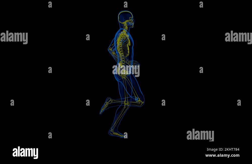 Biomechanics spine Stock Videos & Footage - HD and 4K Video Clips - Alamy