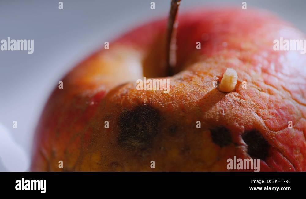 Rotten apple worm Stock Videos & Footage - HD and 4K Video Clips - Alamy