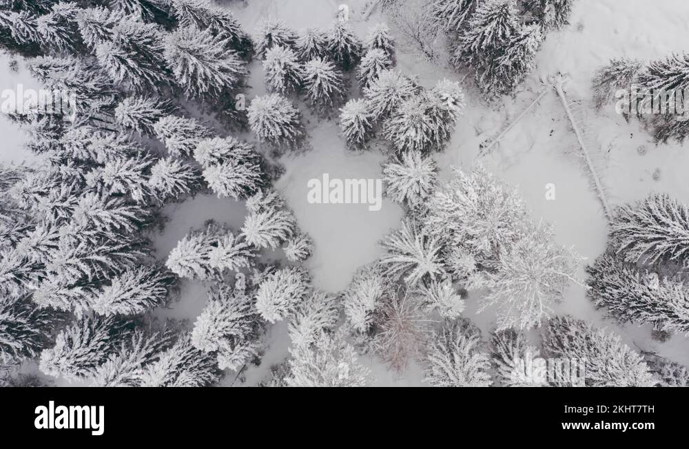 Snow covered fallen trees Stock Videos & Footage - HD and 4K Video ...