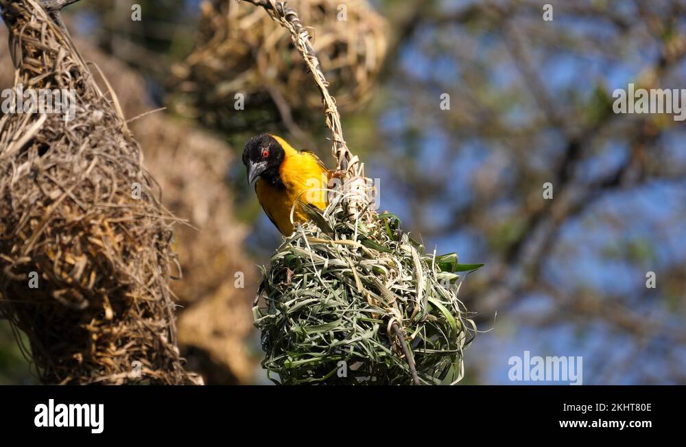 Funny bird nest Stock Videos & Footage - HD and 4K Video Clips - Alamy
