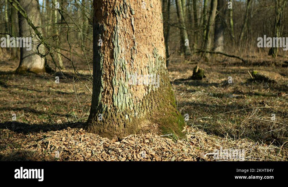 Deciduous oak forests infested drought dry and attacked by the European ...