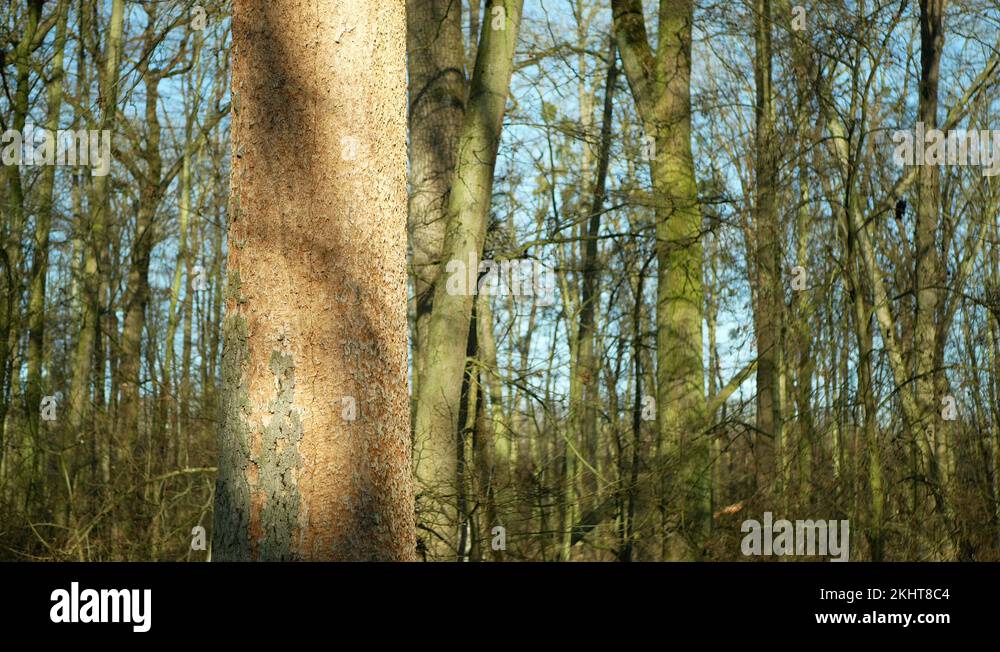 Deciduous oak forests infested drought dry and attacked by the European ...