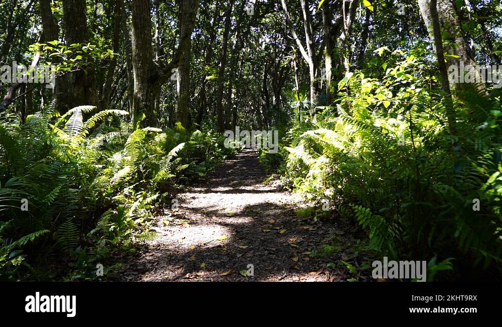 Jungle forest with walking path and wildlife, island Zanzibar, Tanzania ...