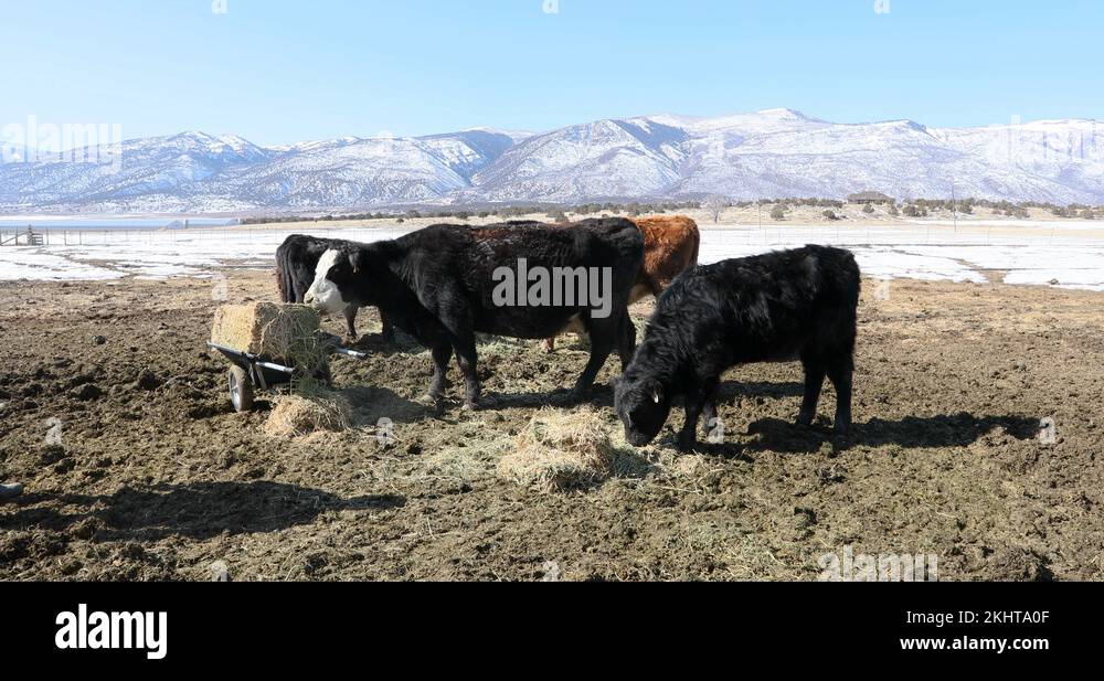 Farmer feeding cattle ranch springtime field 4K Stock Video Footage - Alamy