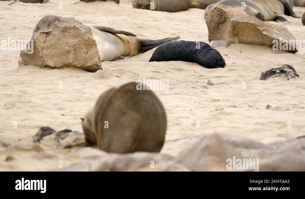 Dying seals Stock Videos & Footage - HD and 4K Video Clips - Alamy