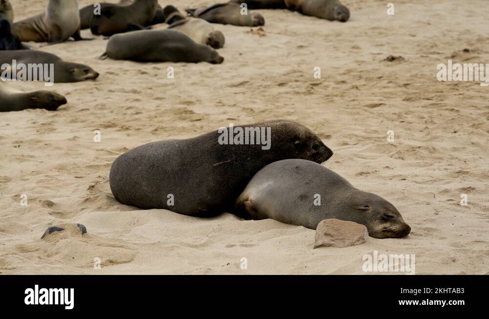 Seals At The Cape Cross Seal Colony In Namibia, Close Up Stock Video ...
