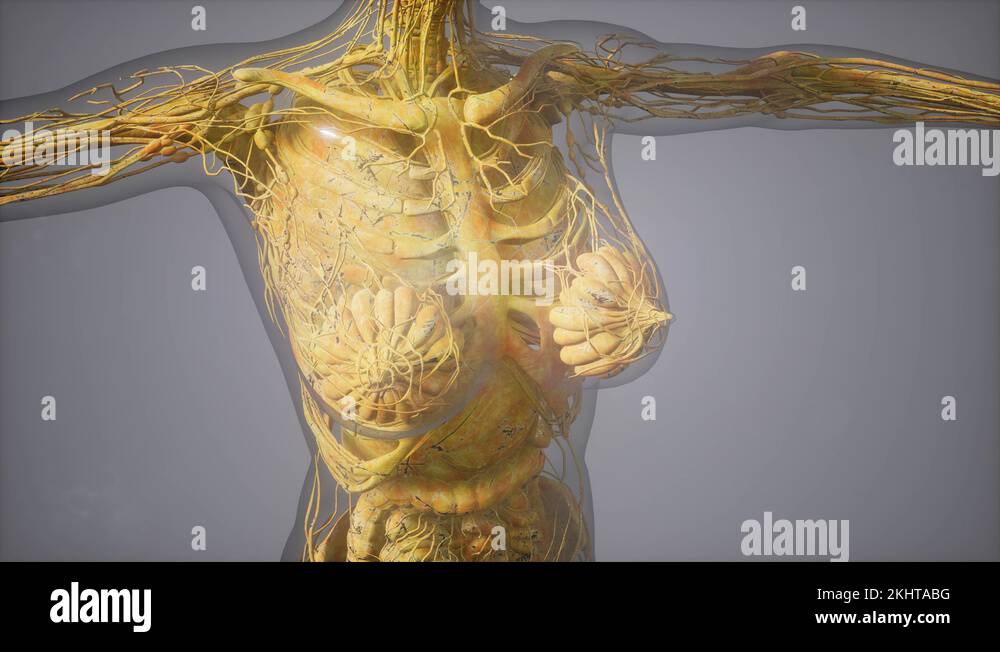 model showing anatomy of human body illustration Stock Video Footage ...