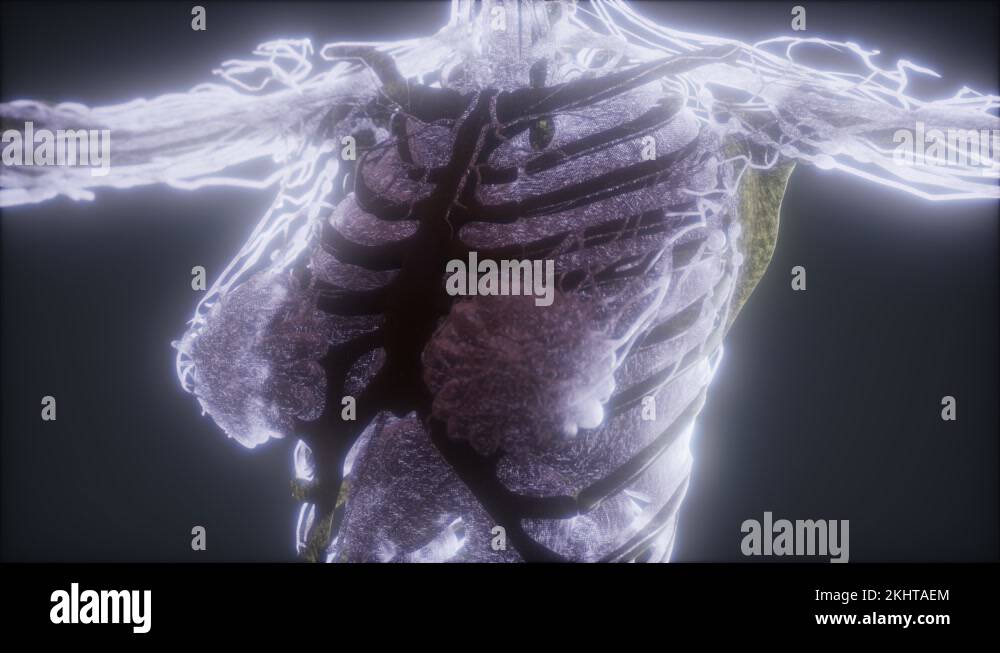 Colorful Human Body animation showing bones and organs Stock Video ...