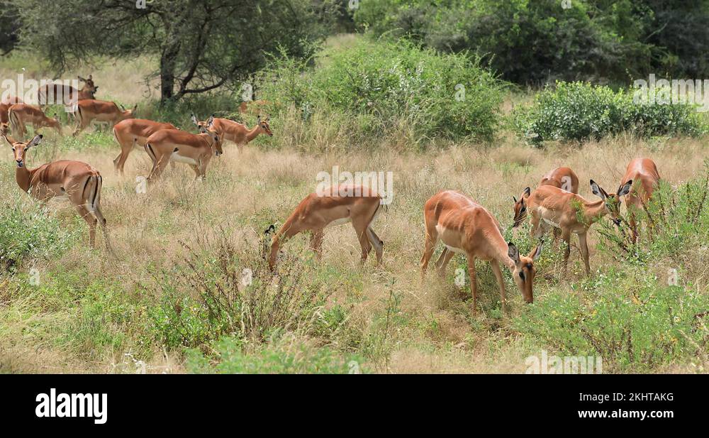 Gazelle cat Stock Videos & Footage - HD and 4K Video Clips - Alamy