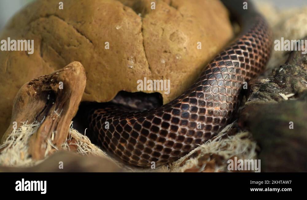 Serpent fauna Stock Videos & Footage - HD and 4K Video Clips - Alamy
