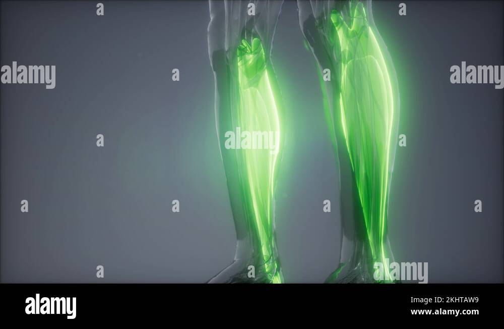 gastrocnemius- Visible muscle anatomy map Stock Video Footage - Alamy