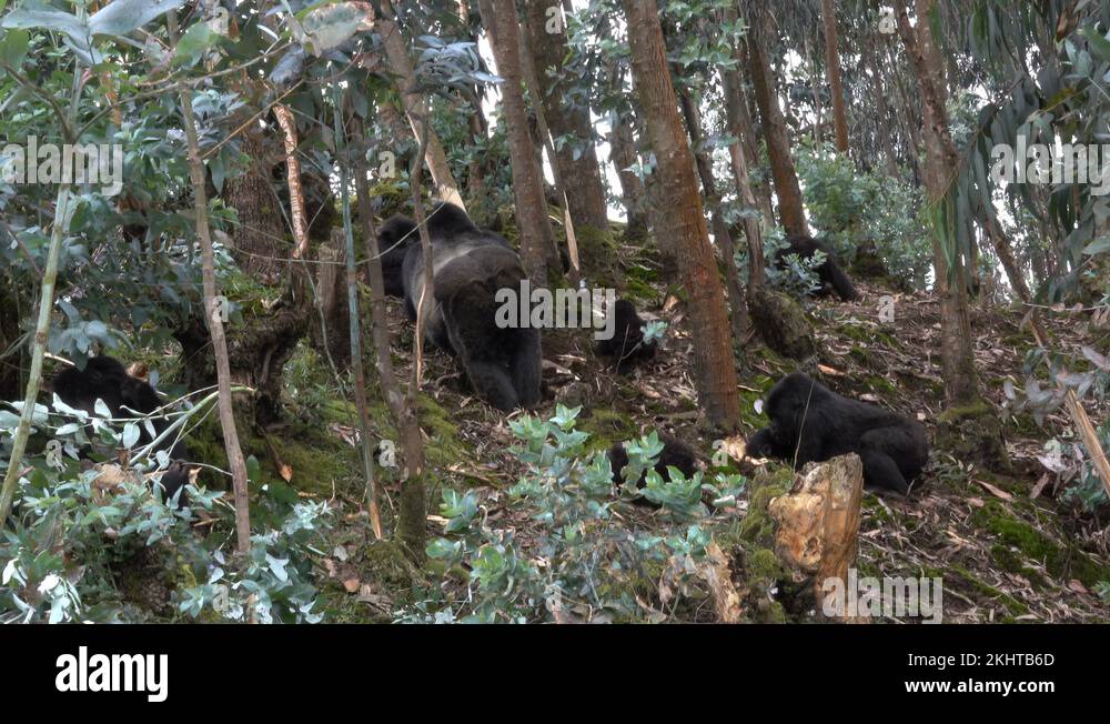 Silverback and Family. Mountain Gorillas Stock Video Footage - Alamy