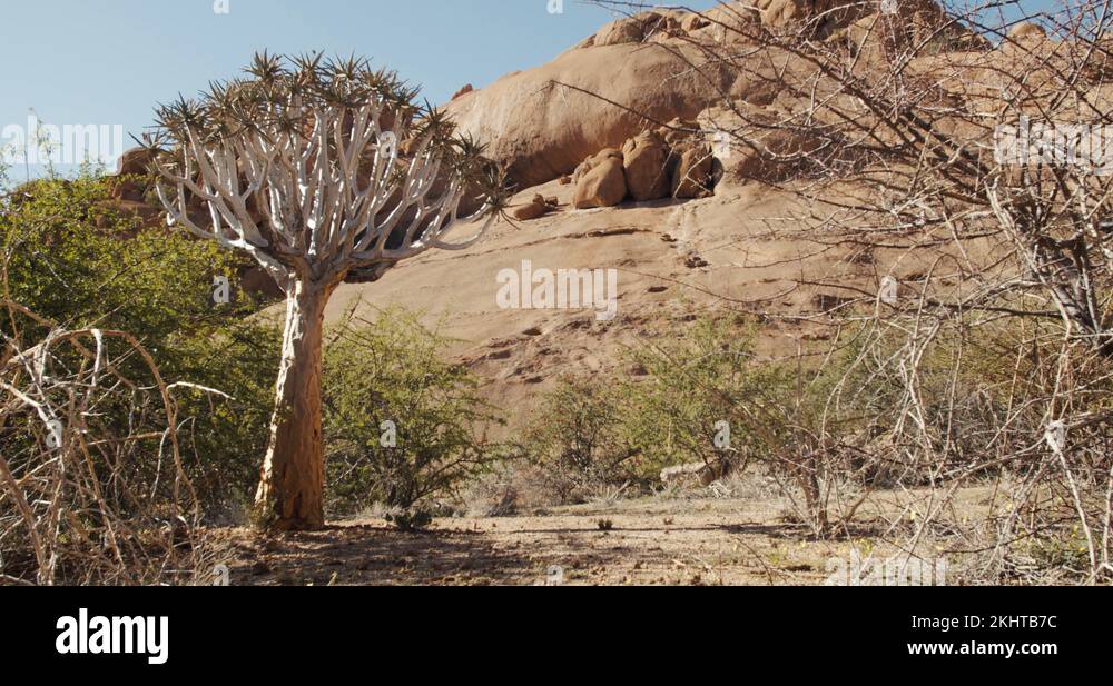 Beautiful desert plants and trees with the Erongo mountain on the ...