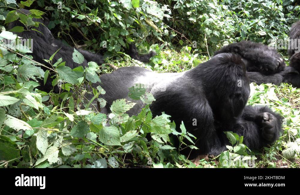 Mountain Gorilla Silverback with Family Stock Video Footage - Alamy