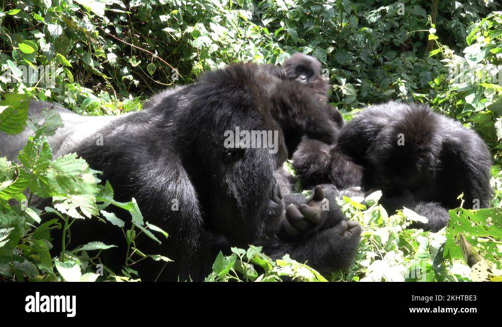 Mountain Gorilla Silverback with Family Stock Video Footage - Alamy