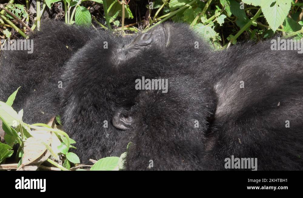 Sleeping gorilla Stock Videos & Footage - HD and 4K Video Clips - Alamy