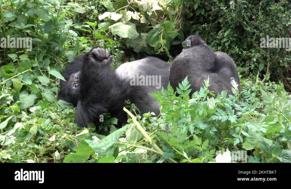 Gorilla resting Stock Videos & Footage - HD and 4K Video Clips - Alamy