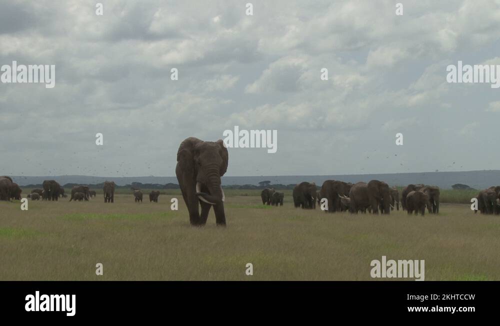 Trunk tusk tusks Stock Videos & Footage - HD and 4K Video Clips - Alamy