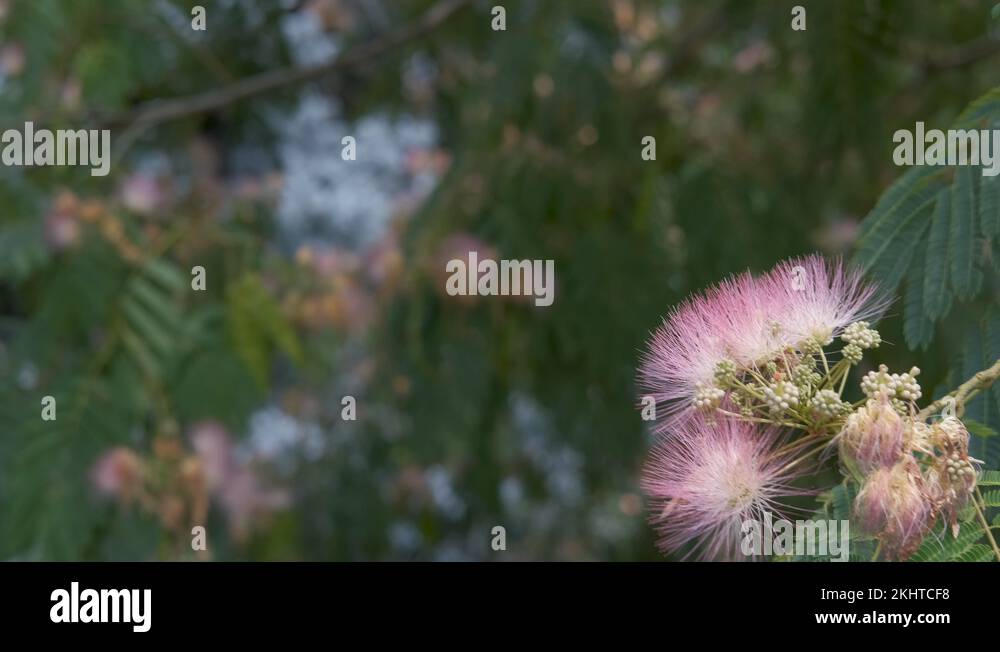 Botany tree Stock Videos & Footage - HD and 4K Video Clips - Alamy