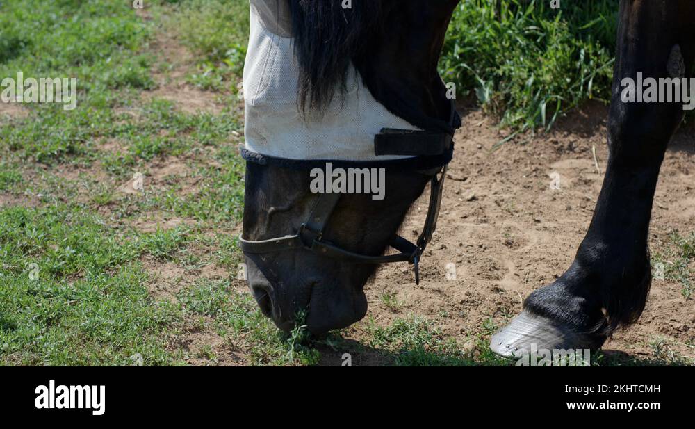 Horse with blinders Stock Videos & Footage - HD and 4K Video Clips - Alamy
