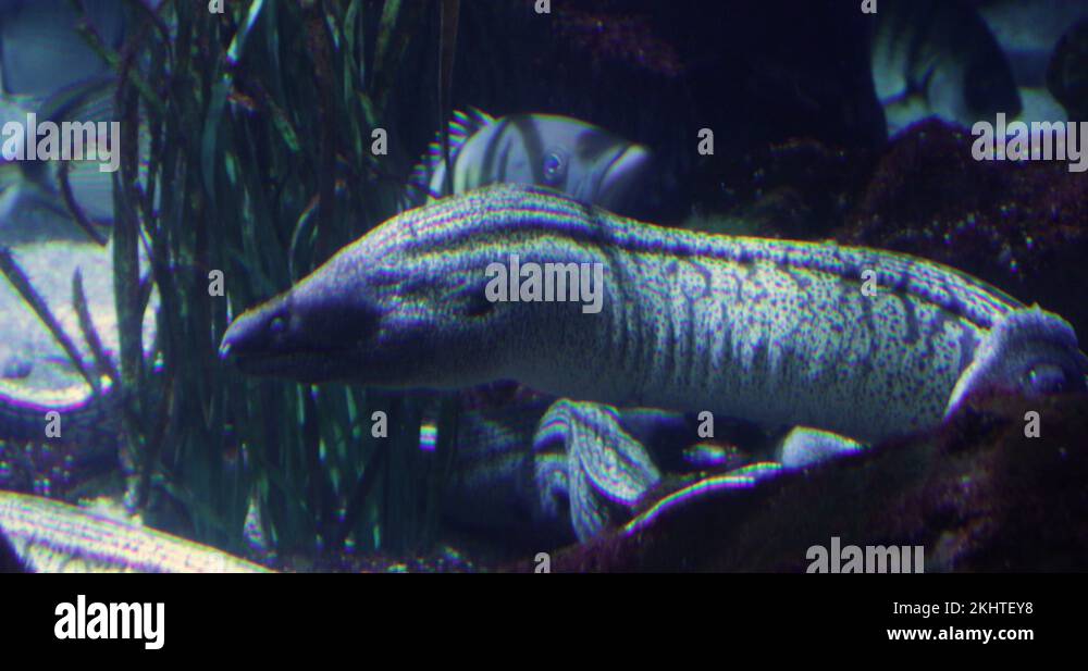 Freshwater eel underwater Stock Videos & Footage - HD and 4K Video ...