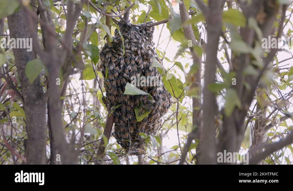 The structure of a bee hive Stock Videos & Footage - HD and 4K Video ...