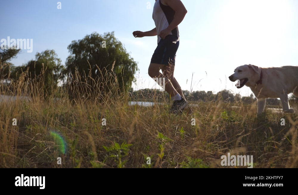 Man jogging dog golden retriever Stock Videos & Footage - HD and 4K ...