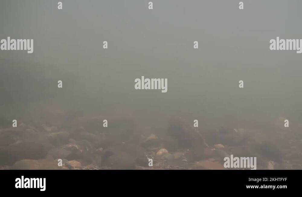 Anadromous migration Stock Videos & Footage - HD and 4K Video Clips - Alamy