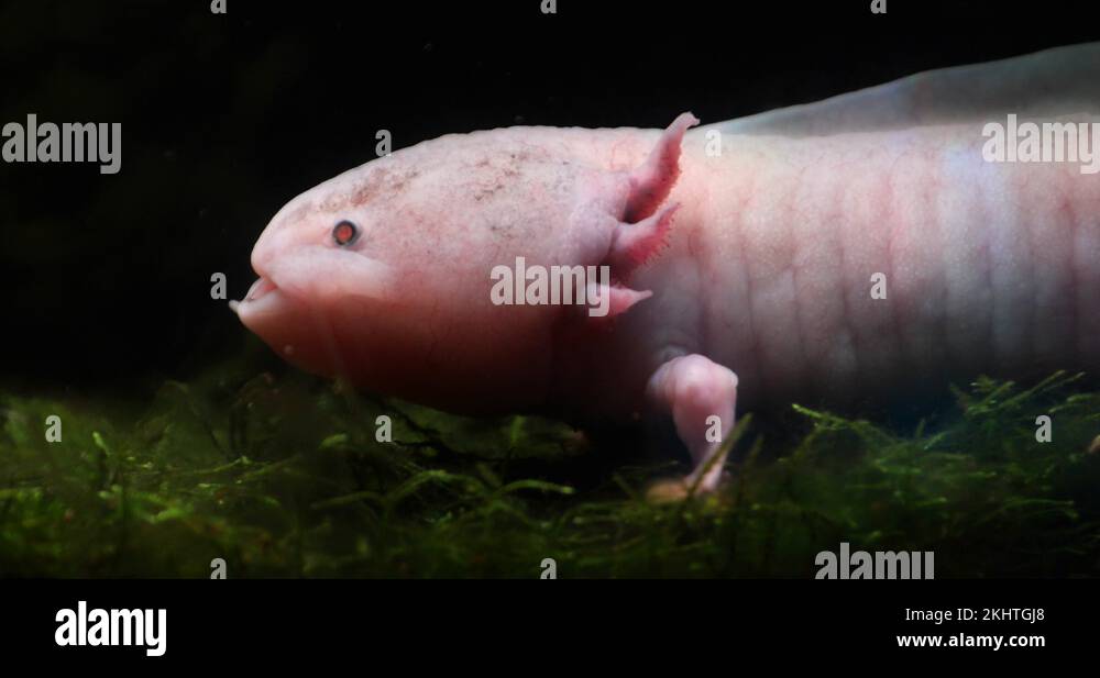 Mexican salamanders Stock Videos & Footage - HD and 4K Video Clips - Alamy