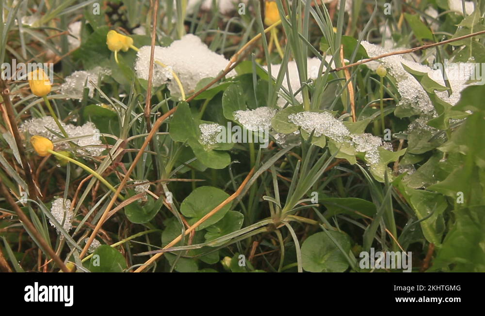 Cold climate flowers Stock Videos & Footage - HD and 4K Video Clips - Alamy