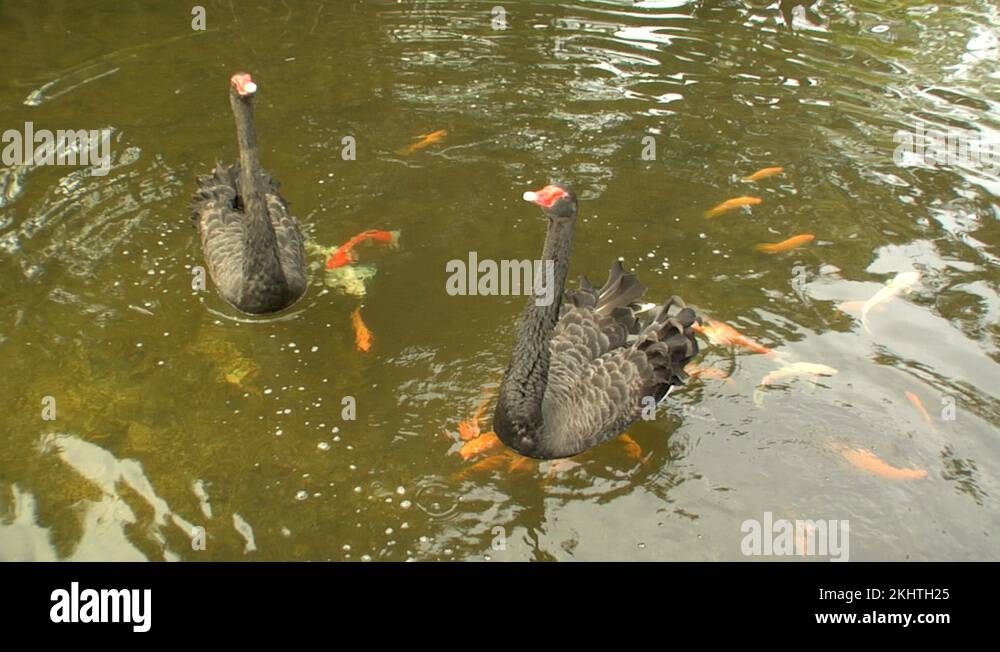 Ducks float on water while bright Hawaiian island fish swim in ocean ...