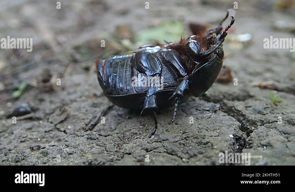 Beetle legs Stock Videos & Footage - HD and 4K Video Clips - Alamy