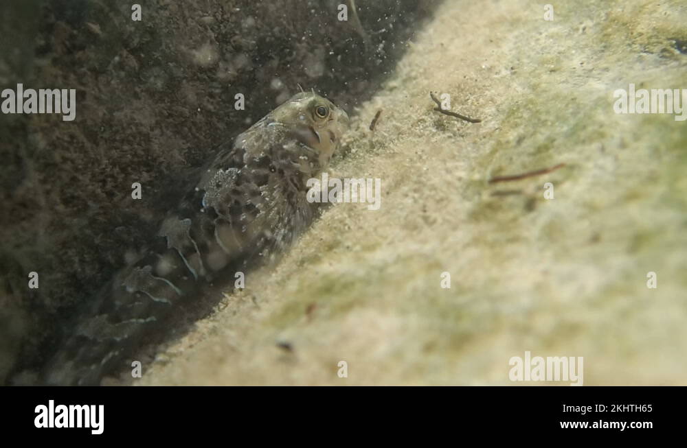 Flow fish Stock Videos & Footage - HD and 4K Video Clips - Alamy