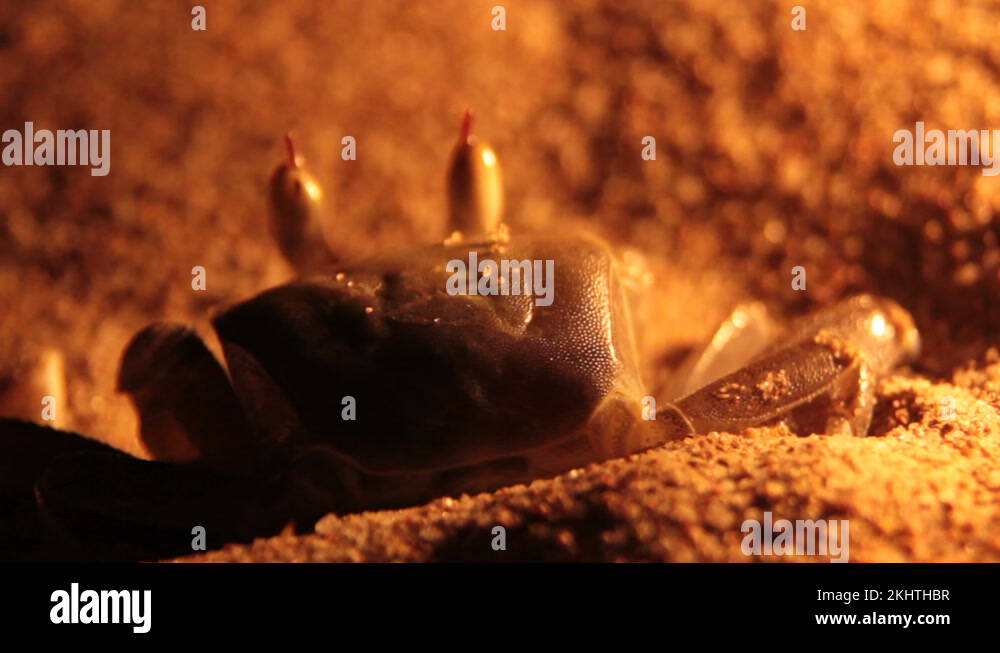 Ghost sand crab Stock Videos & Footage - HD and 4K Video Clips - Alamy