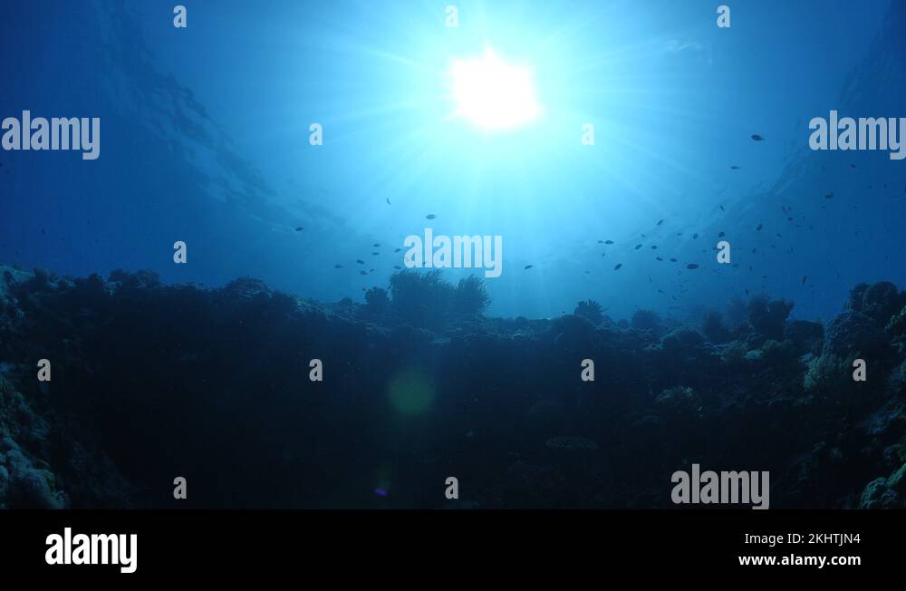 corals underwater sun shine sun beam and sun rays with tropical fish ...
