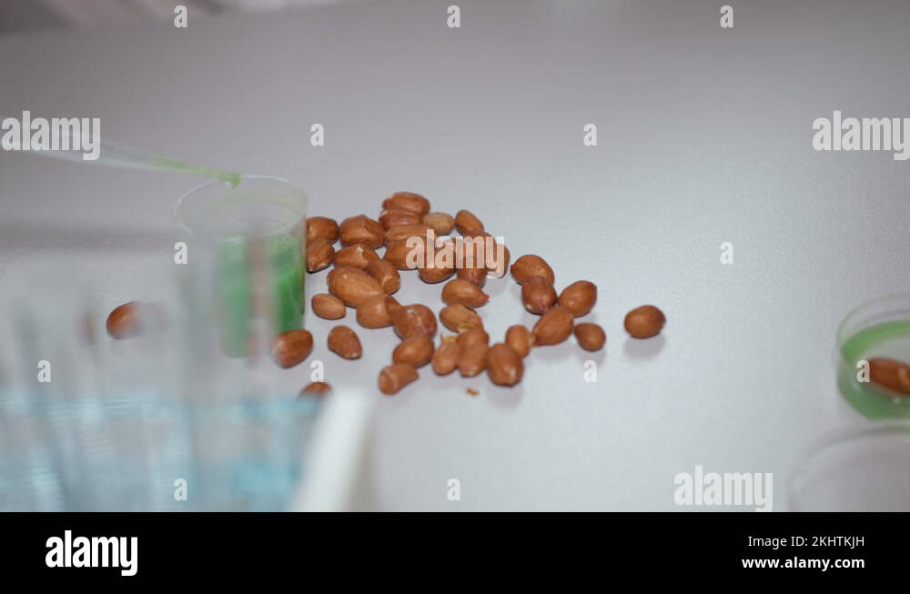Research of GMO peanut in the laboratory. Doctor is conducting an ...