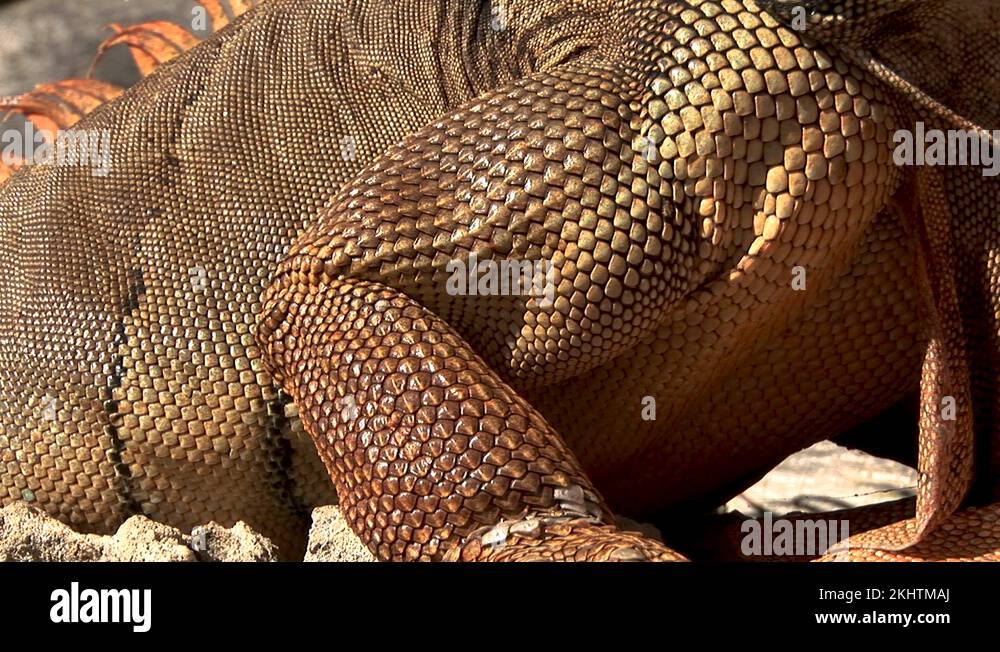 Iguana skin Stock Videos & Footage - HD and 4K Video Clips - Alamy