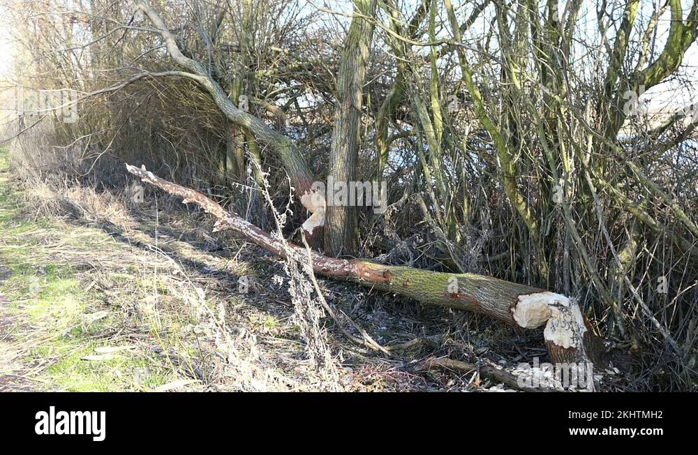 Beaver cut down a tree Stock Videos & Footage - HD and 4K Video Clips ...