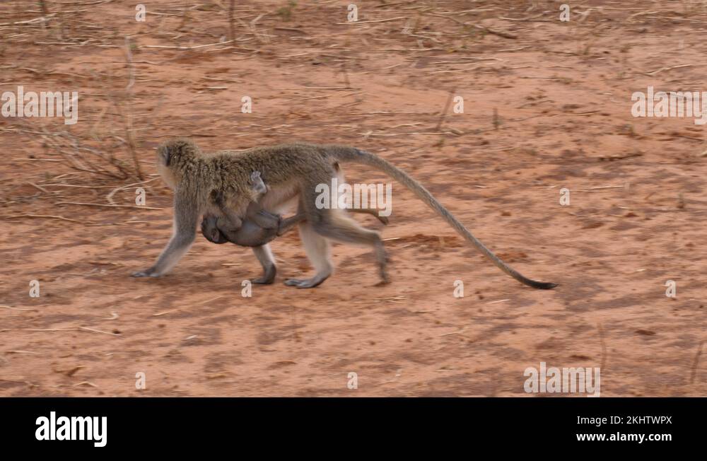 Savannah monkey Stock Videos & Footage - HD and 4K Video Clips - Alamy
