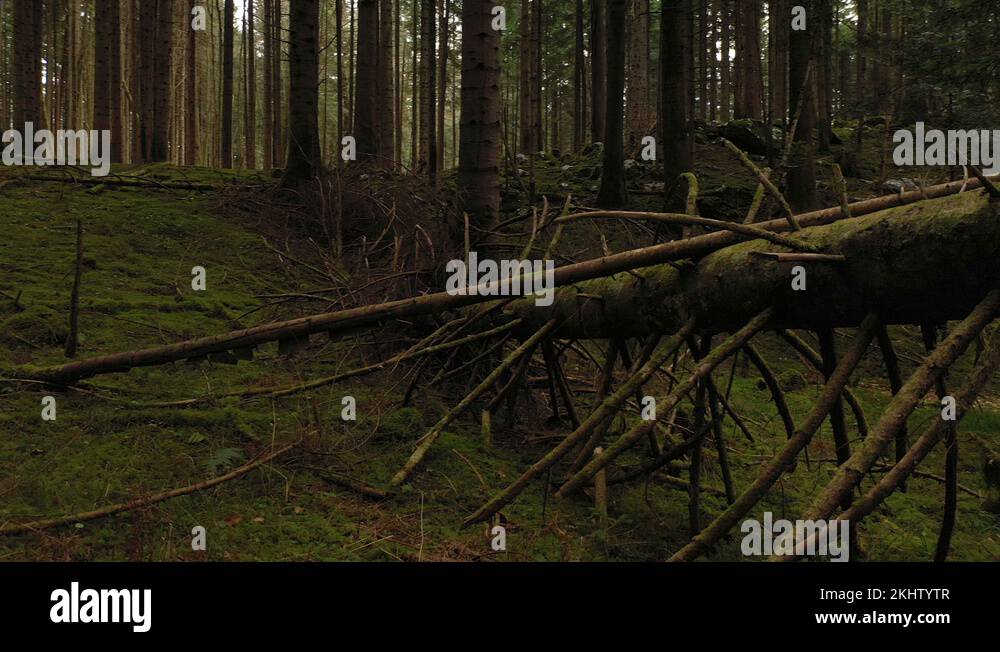 Tree torn down Stock Videos & Footage - HD and 4K Video Clips - Alamy