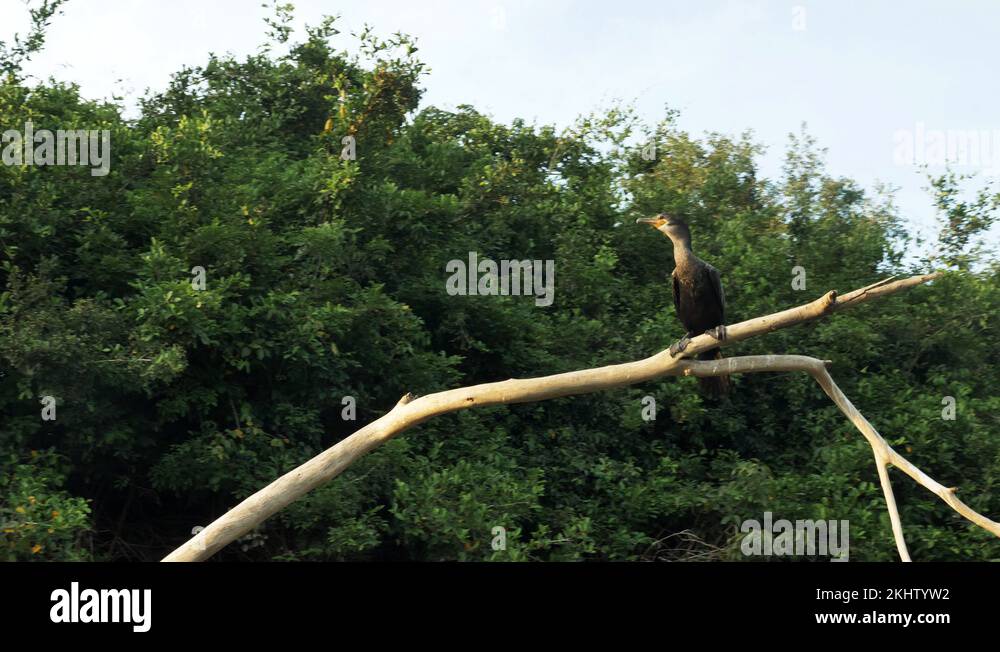 American snake bird from Stock Videos & Footage - HD and 4K Video Clips ...