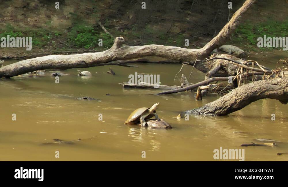 River rurrenabaque Stock Videos & Footage - HD and 4K Video Clips - Alamy