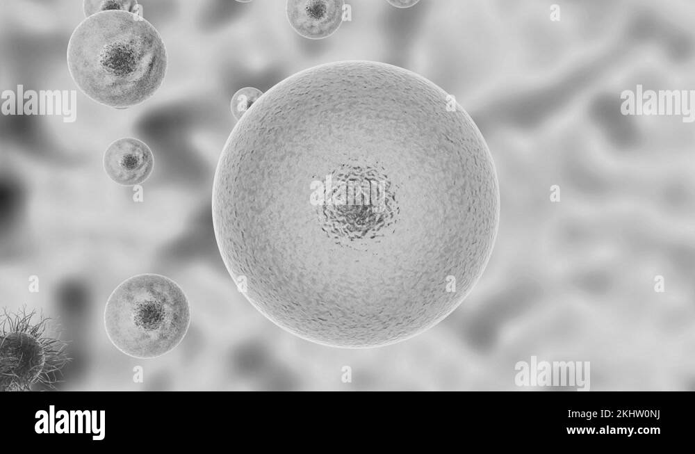 3D animation of process infecting living cell of pathogenic ...
