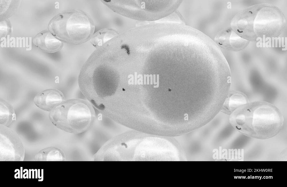 3D animation of adipocytes that increase due to the huge number of fat ...