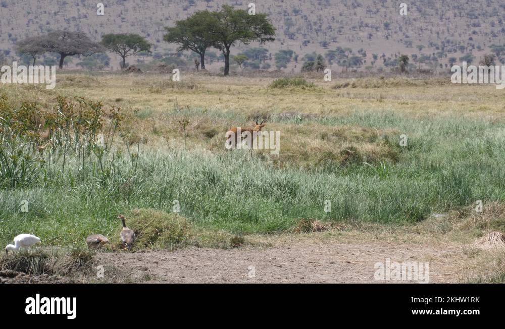 Eland landscape Stock Videos & Footage - HD and 4K Video Clips - Alamy