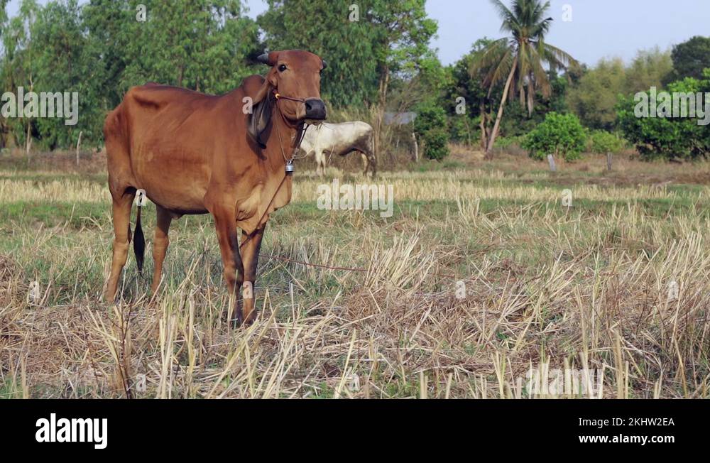 Thai brahman, which is a popular farm animal in Thailand, grazing in ...