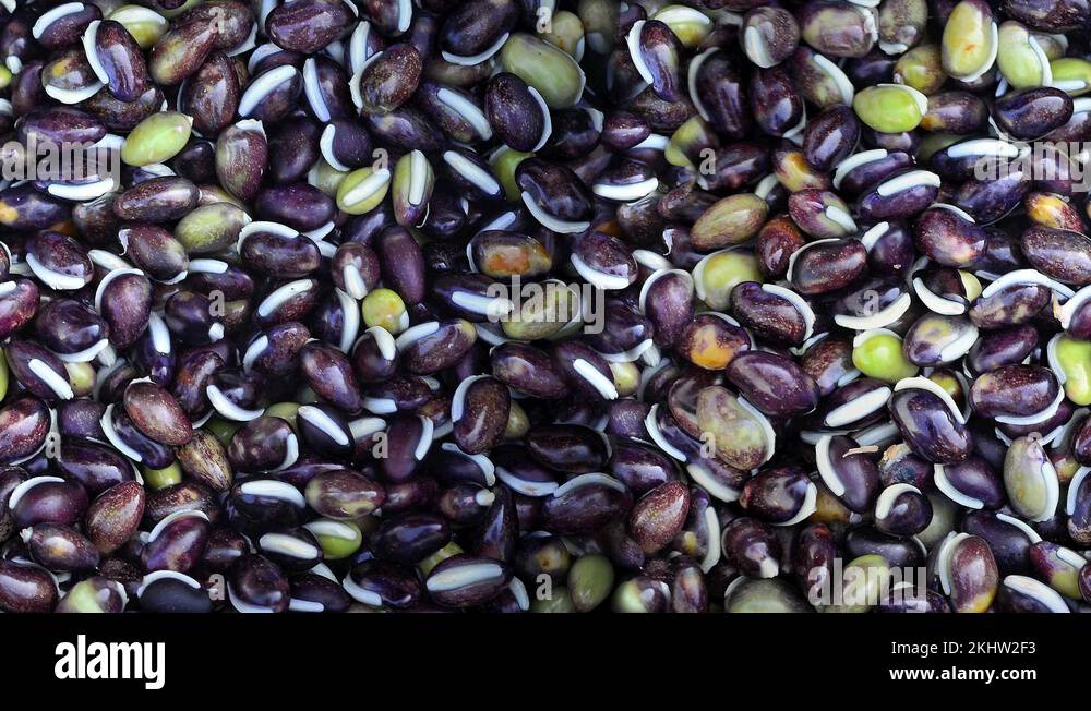 Maize seedlings Stock Videos & Footage - HD and 4K Video Clips - Alamy