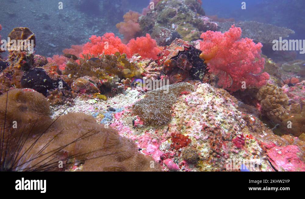 Fascinating scuba diving on the reefs of the Philippines Stock Video ...
