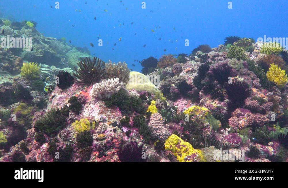 Fascinating scuba diving on the reefs of the Philippines Stock Video ...